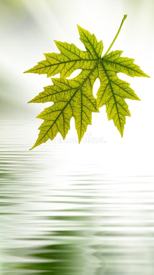 Image of Falling Maple Leaves in Autumn Stock Photo - Image of element ...