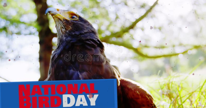 Image of Falling Spots on National Bird Day Text Over Hunting Bird ...