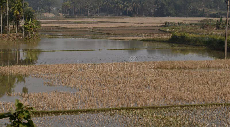This is an Image of Farm Land in Rural India . Stock Photo - Image of ...