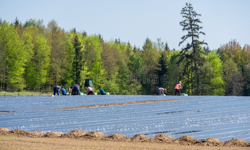 Workers in the field stock image. Image of nature, plowing - 109871