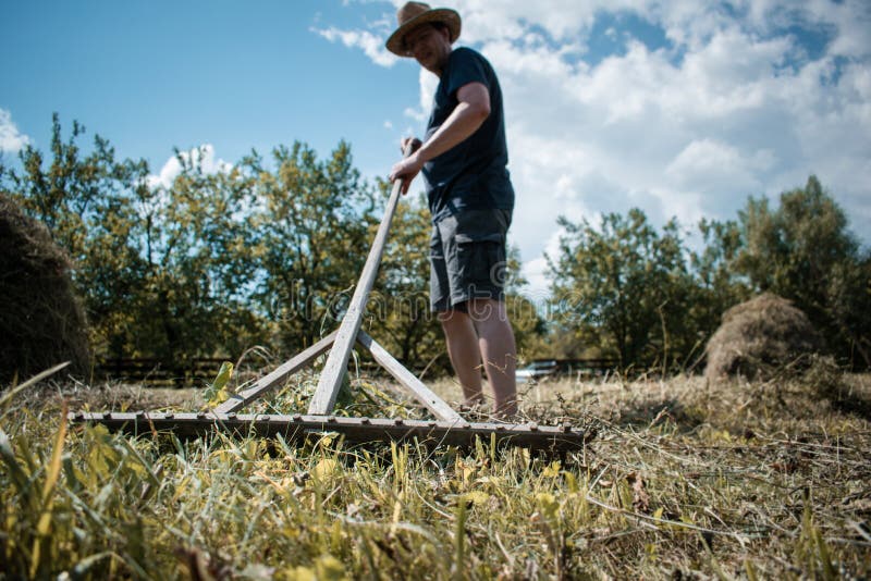 Middle-aged Farmer Making a Haystack with a Pitchfork for the Winter on ...