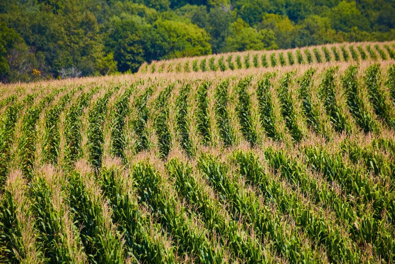 Farming Rows of Corn Fields Over Hills Stock Image - Image of rural ...