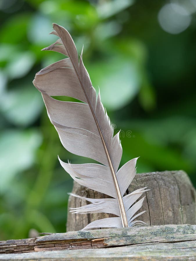 Image of a Feather with a Faded Green Background Stock Photo - Image of ...