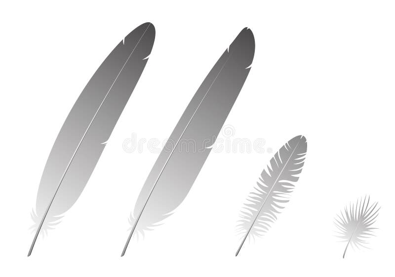 Image for Feathers Basic Parts Stock Illustration - Illustration of ...