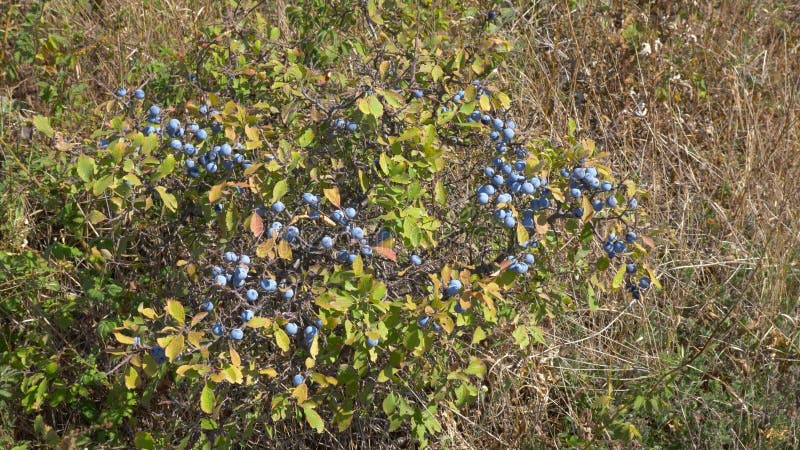 The Image Features a Bush Adorned with Blue Blackthorn Fruits Stock ...