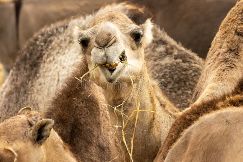Camel Eating Straw with Detailed Facial Features Stock Image - Image of ...