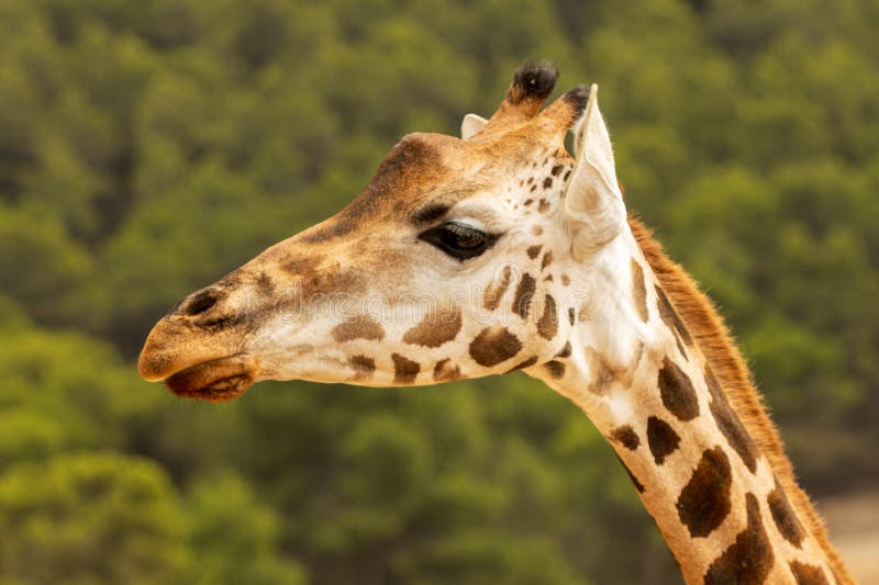 Giraffe with Prominent Brown Spots and Ossicones Looking To the Side ...