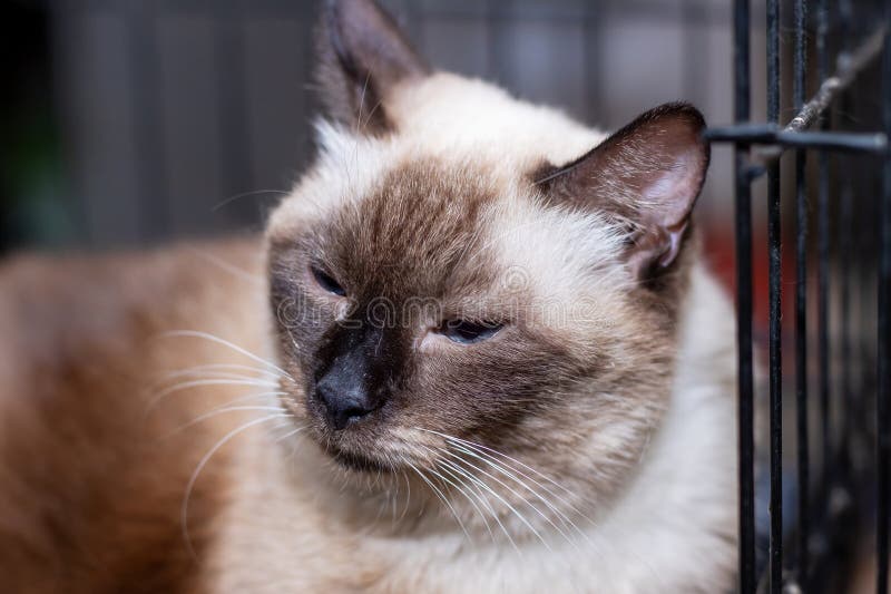 Closeup of a Cats Face on a Blue Background, Highlighting Features ...