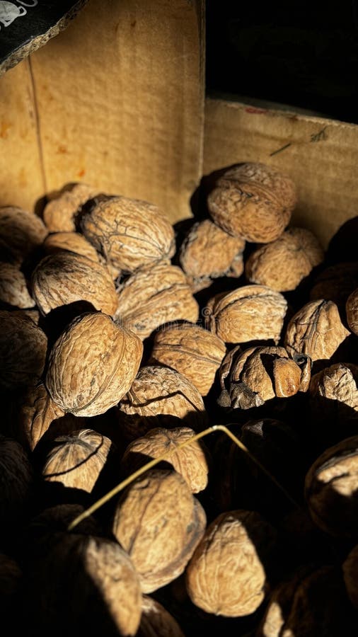 A Close-up View of Unprocessed Walnuts in a Cardboard Box, Showcasing ...