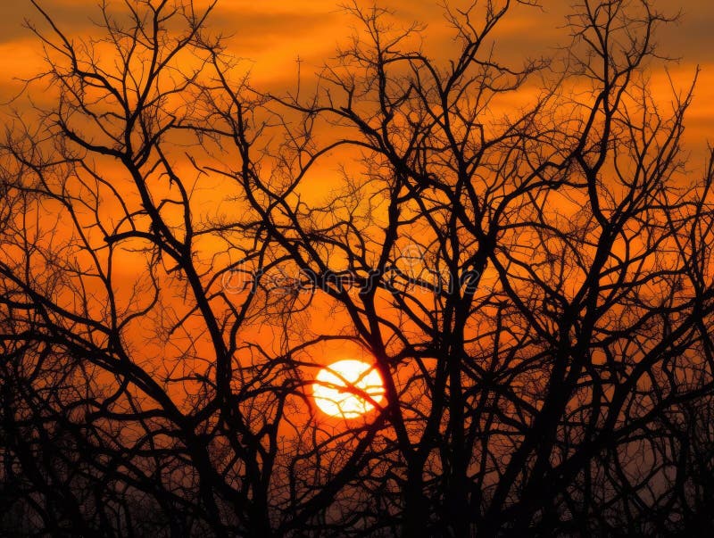 Black Branches Outline Bright Sun Stock Illustration - Illustration of ...