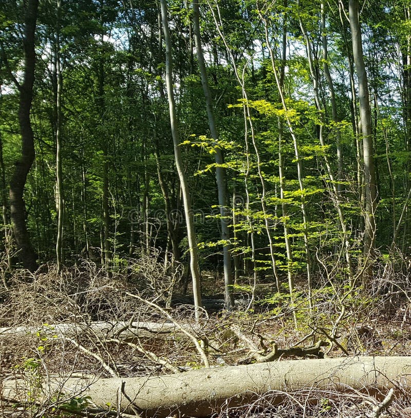 This Tree Has Fallen Down in the Woods and is Still Being Used Stock ...