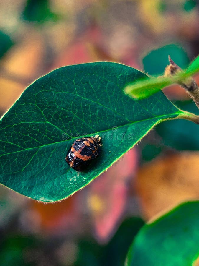 Ladybug on Leaf stock image. Image of animal, petal - 371509201