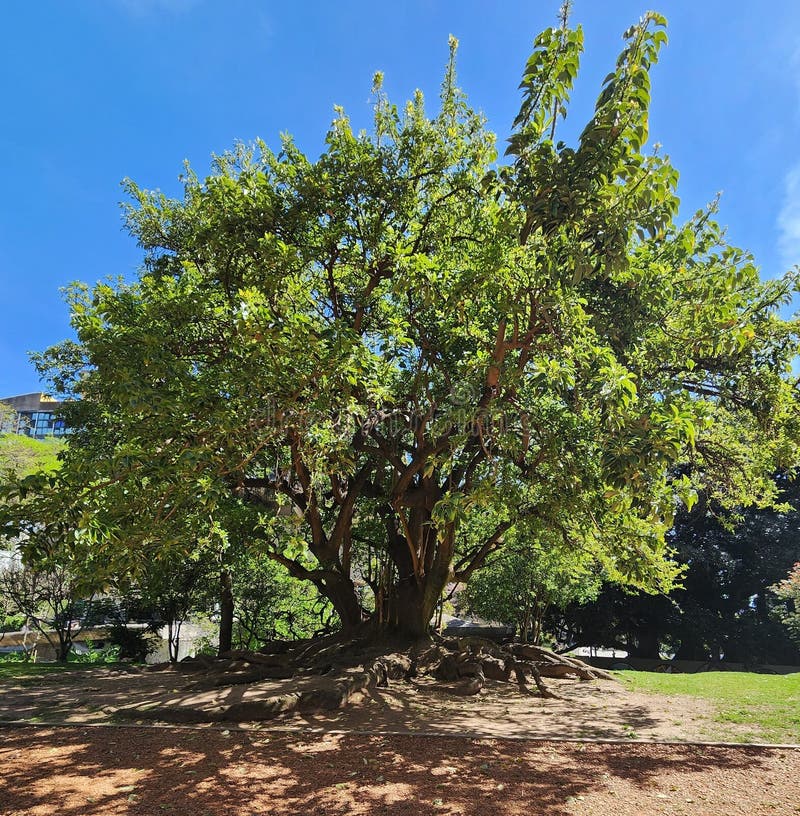 Majestic Tree with Expansive Surface Roots in Eco Park, Argentina Stock ...