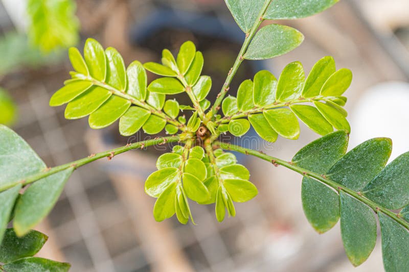 Image Features Sharp Close-up of Glossy, Vibrant Green Leaves on Plants ...