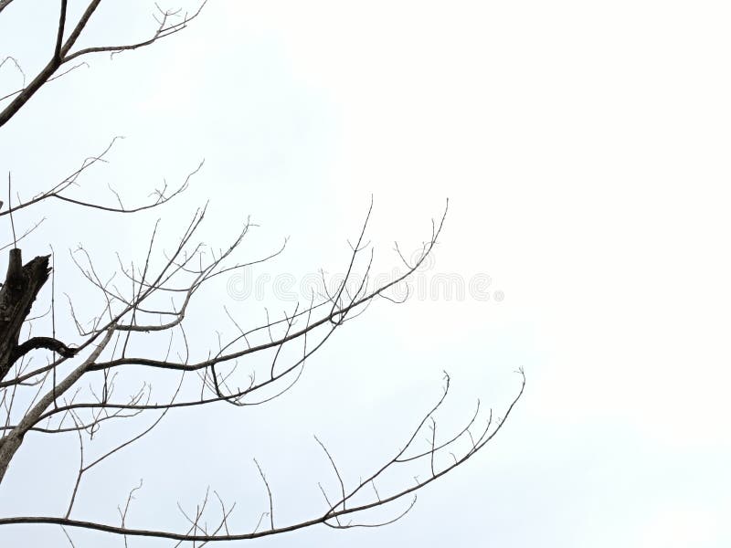 This Image Features the Silhouette of a Bare Tree Against a Light ...
