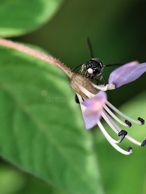 This Image Features a Small Bee, Possibly a Masked Bee & X28;genus ...
