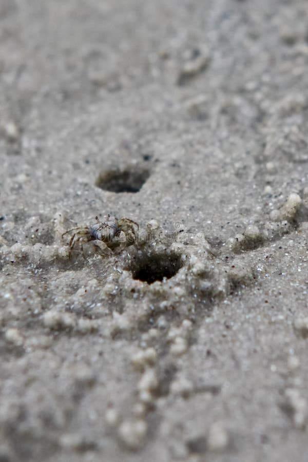 Vertical Image of a Small Sand Crab on the Beach with Traces of Sand ...