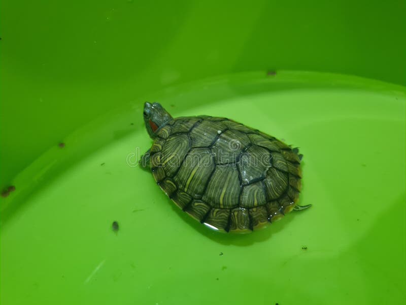 Juvenile Red-Eared Slider in a Green Basin Stock Photo - Image of patch ...