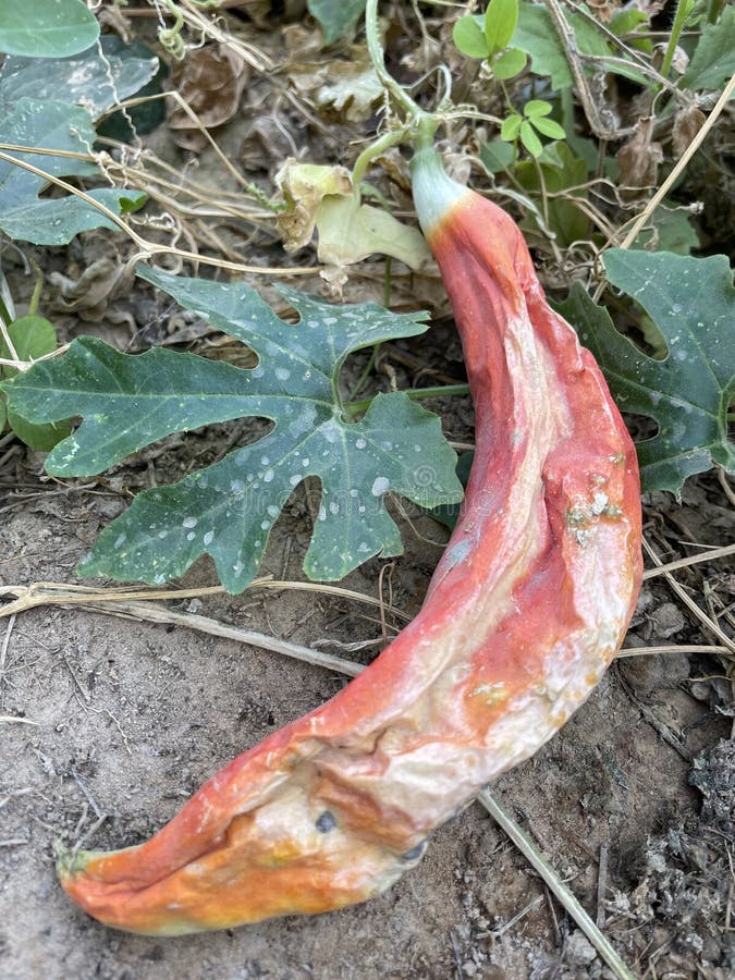 A Snake Gourd Fruit that Has Started To Ripen and is Gradually ...