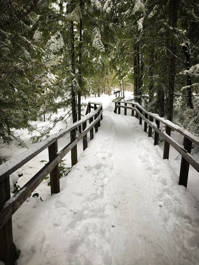 Winter Forest Bridge with Path Stock Image - Image of outdoors, green ...