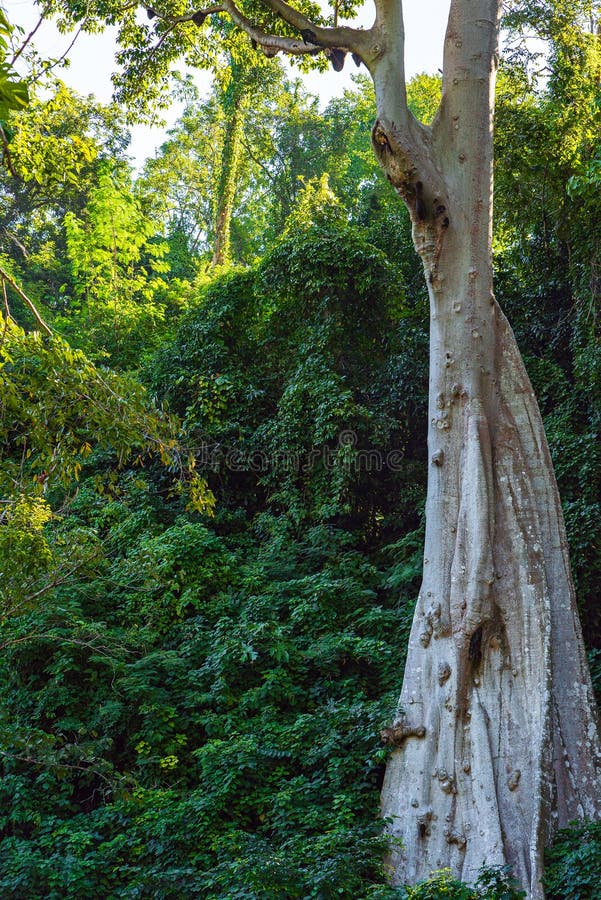 Tall Tree with a Smooth and Pale Trunk Standing in Backdrop of Dense ...