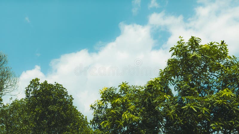 The Image Features Trees Under a Clear Blue Sky, Capturing the Beauty ...