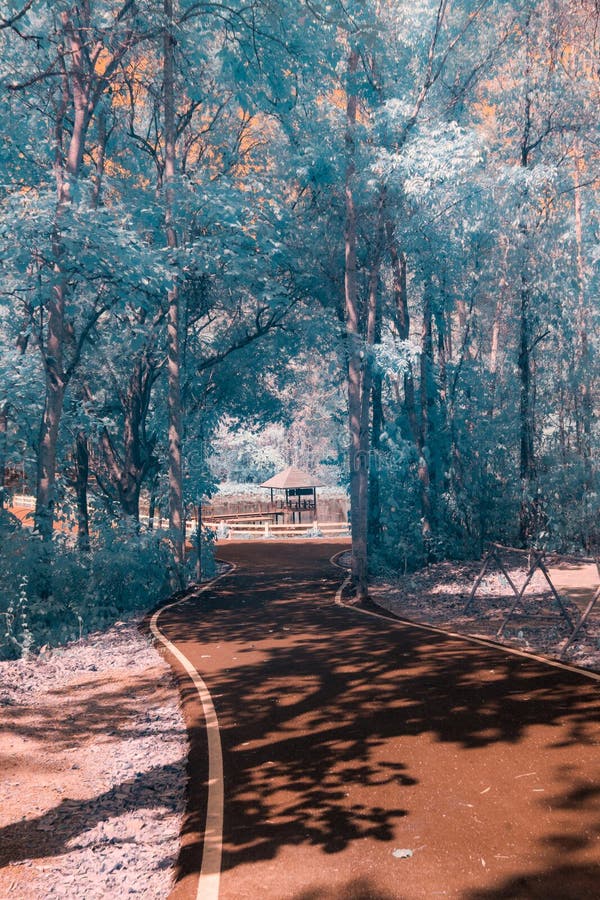 Infrared Photography, a Winding Path that Cuts through a Dense Forest ...