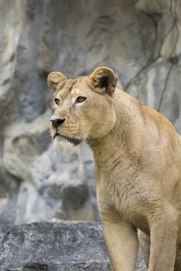 Image of a Female Lion on Nature Background. Stock Image - Image of ...