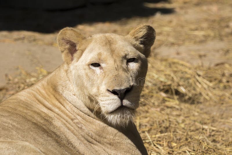 Image of a Female Lion on Nature Background. Stock Photo - Image of ...