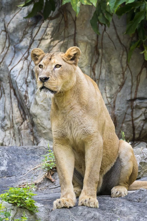 Image of a Female Lion on Nature Background. Stock Image - Image of ...