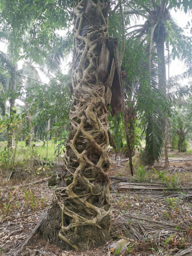 Ficus Microcarpa Root Crawling Around the Palm Trunk. Stock Photo ...