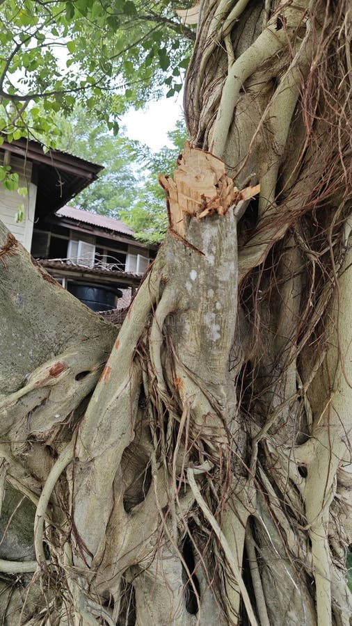 Ficus Religiosa Tree with Invasive Roots Sprouting from the Trunk ...
