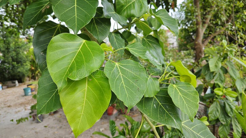 Ficus Religiosa Tree with Invasive Roots Sprouting from the Trunk ...
