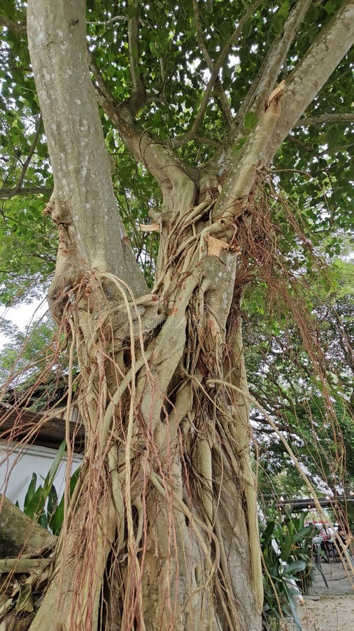 Ficus Religiosa Tree with Invasive Roots Sprouting from the Trunk ...