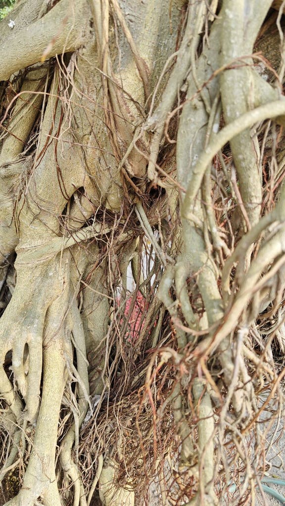 Ficus Religiosa Tree with Invasive Roots Sprouting from the Trunk ...
