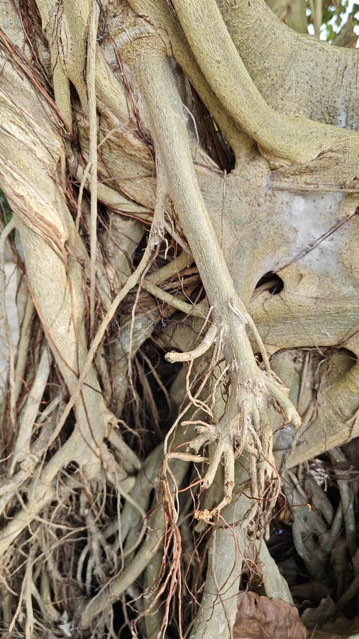 Ficus Religiosa or Peepal Tree Fruit Stock Photo - Image of tree ...