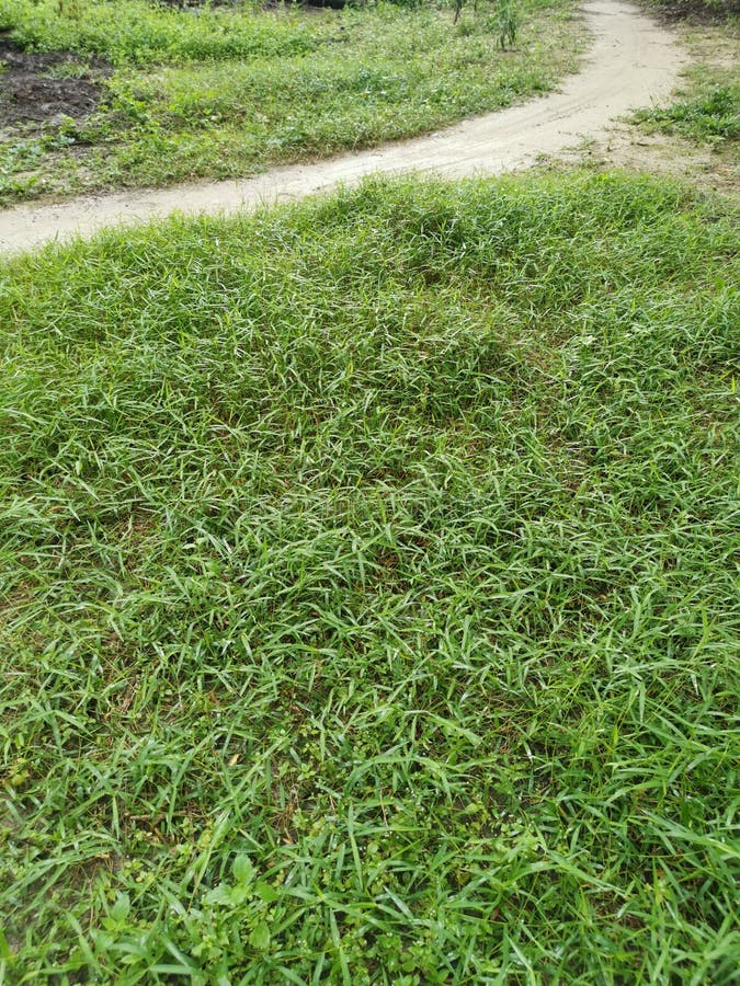 Field Full of Wild Dynodon Dactylon Grass Stock Image - Image of ...