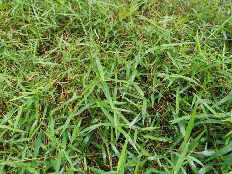 Field Full of Wild Dynodon Dactylon Grass Stock Photo - Image of grama ...