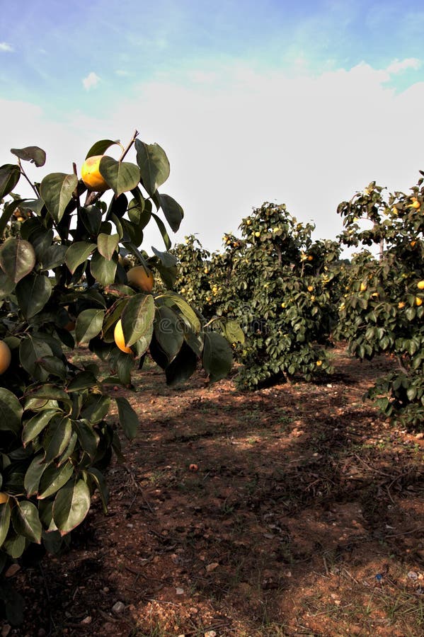 Image of a Field of Growing Persimmons in Early Fall Stock Photo ...