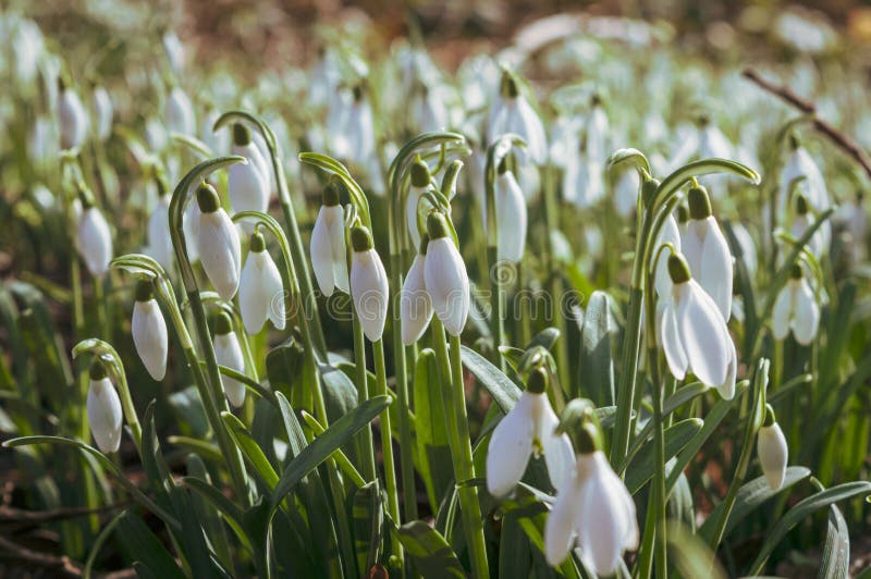 Image of a Field of Snowdrops in the Sunlight Stock Image - Image of ...