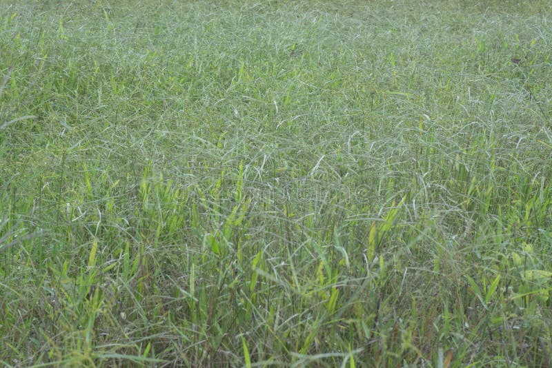 Image of the Wild Paspalum Notatum Weed Grasses. Stock Image - Image of ...