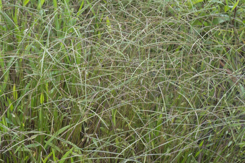 Image of the Wild Paspalum Notatum Weed Grasses. Stock Photo - Image of ...