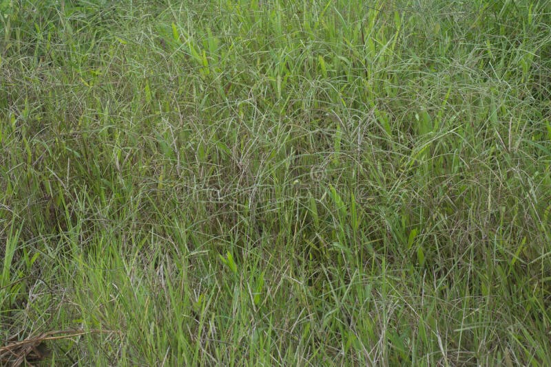 Image of the Wild Paspalum Notatum Weed Grasses. Stock Image - Image of ...
