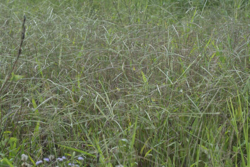 Image of the Wild Paspalum Notatum Weed Grasses. Stock Photo - Image of ...