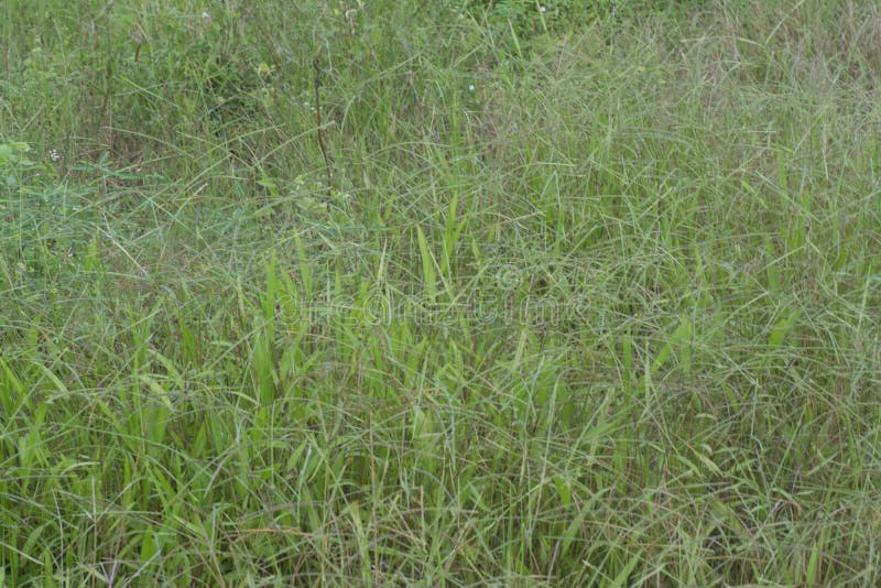 Image of the Wild Paspalum Notatum Weed Grasses. Stock Image - Image of ...