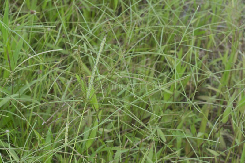 Image of the Wild Paspalum Notatum Weed Grasses. Stock Photo - Image of ...