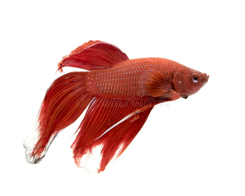 Image of a Fighting Fish on White Background. Stock Image - Image of ...