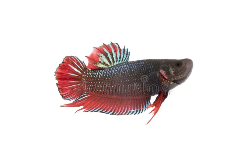 Image of a Fighting Fish on White Background. Stock Image - Image of ...