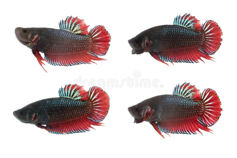 Image of a Fighting Fish on White Background. Stock Photo - Image of ...