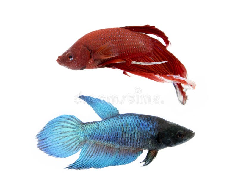 Image of a Fighting Fish on White Background. Stock Photo - Image of ...